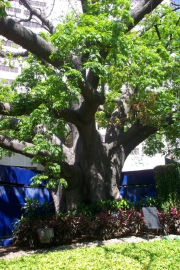 Our Trip to Acapulco