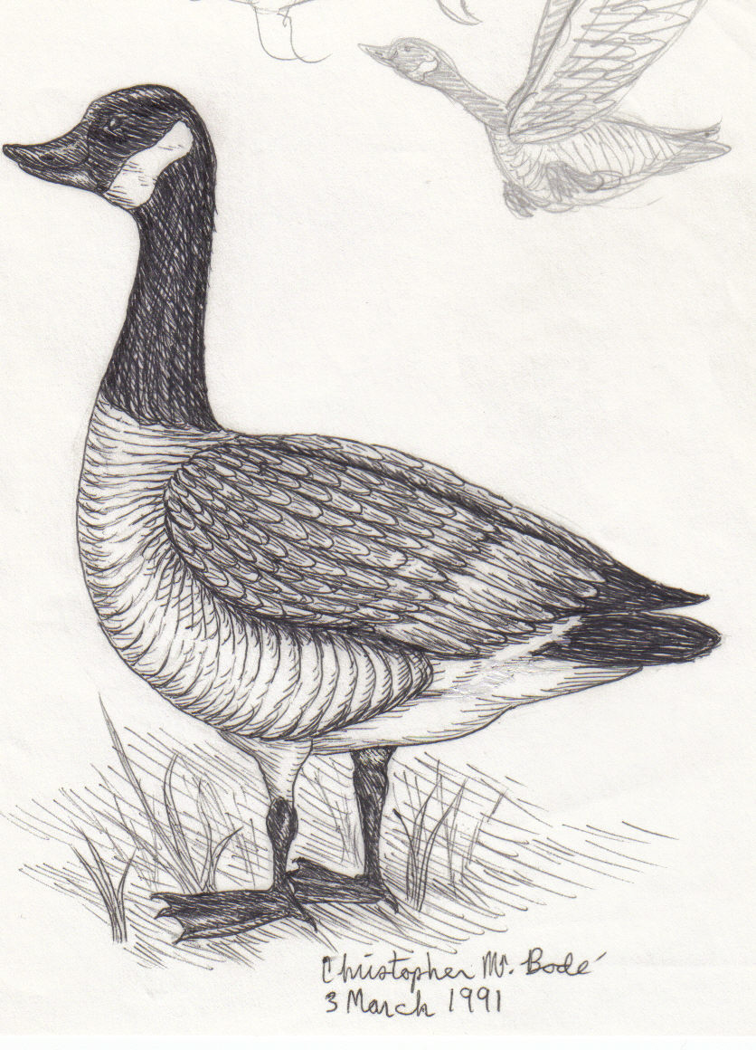 Canadian Goose Drawings